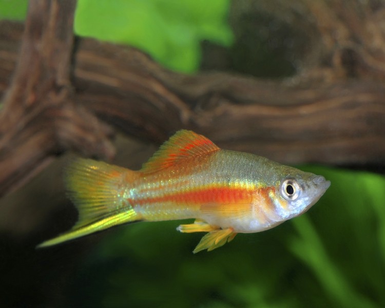 Swordtails - The Trop Company