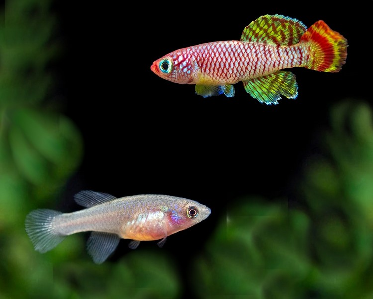 Red Notho Killifish ~ 2.5cm - 3.5cm
