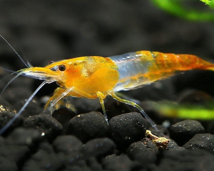 Orange Rili Shrimp ~ 1cm