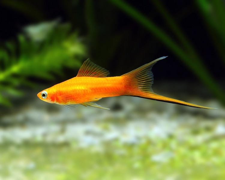 Swordtails - The Trop Company