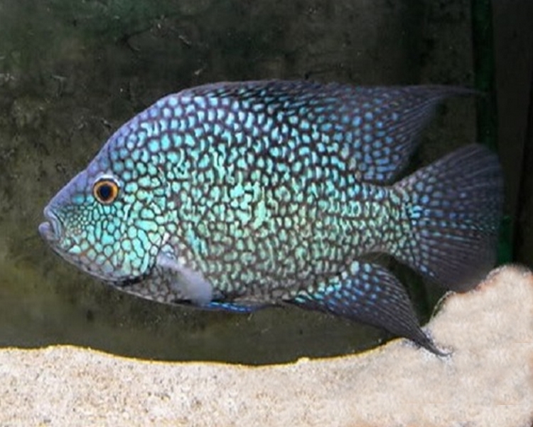 Pearlscale Cichlid ~ 3cm