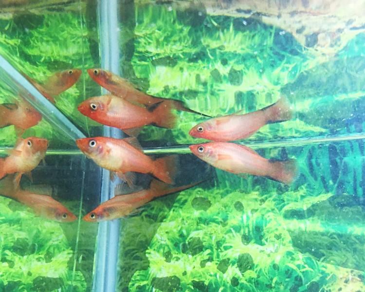 Swordtails - The Trop Company