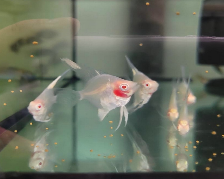 Angelfish - The Trop Company