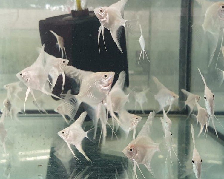 Platinum Angel - Pterophyllum Scalare The Trop Company