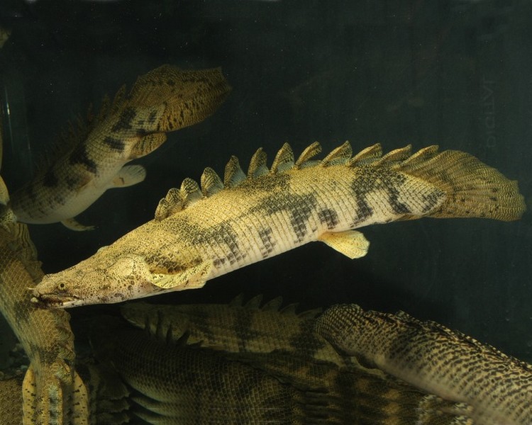 Polypterus endlicheri - Saddled Bichir ~ 8cm - 10cm