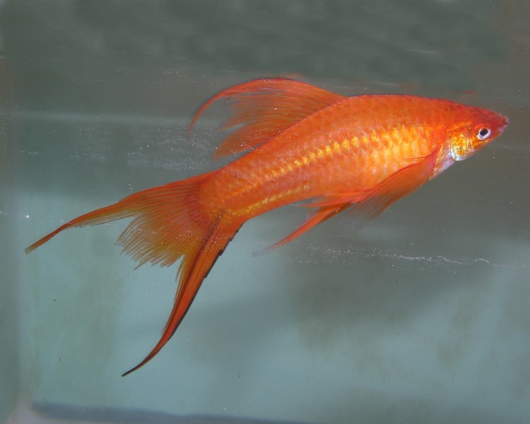 Swordtails - The Trop Company