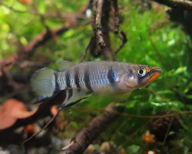 Red-Chinned Panchax ~ 3cm - 4cm