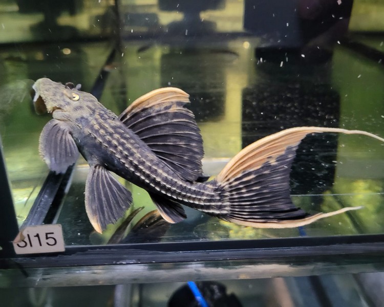 L Number Plecos - The Trop Company