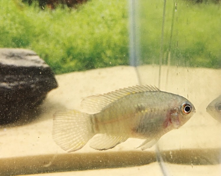 Redbreast Acara- Laetacara Dorsigera The Trop Company