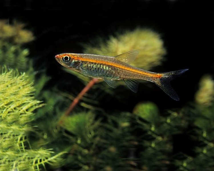 Danios Rasboras & Minnows - The Trop Company