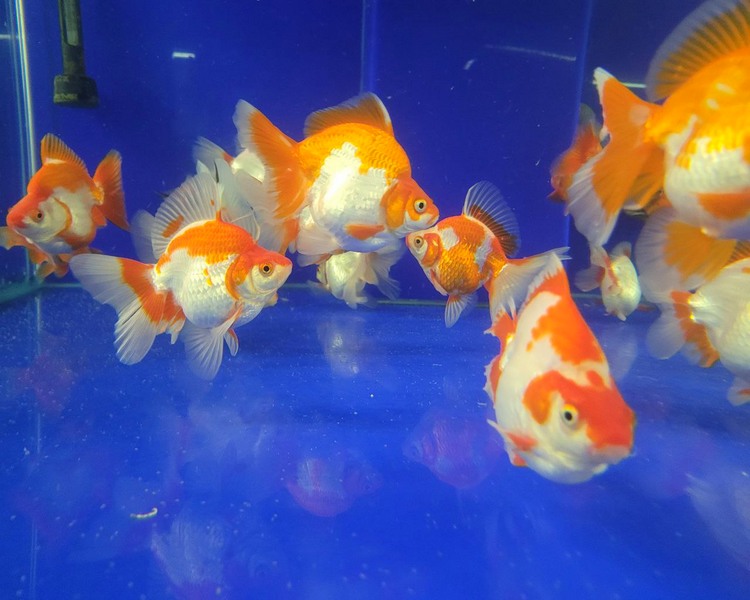 SPECIAL OFFERS - The Trop Company