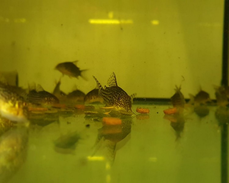 Corydora - The Trop Company