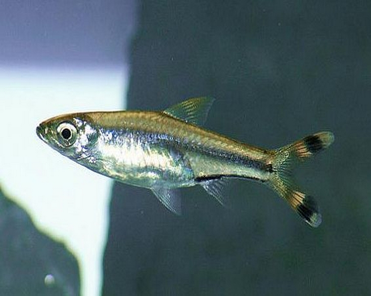 Scissortail Rasbora - Rasbora Trilineata The Trop Company
