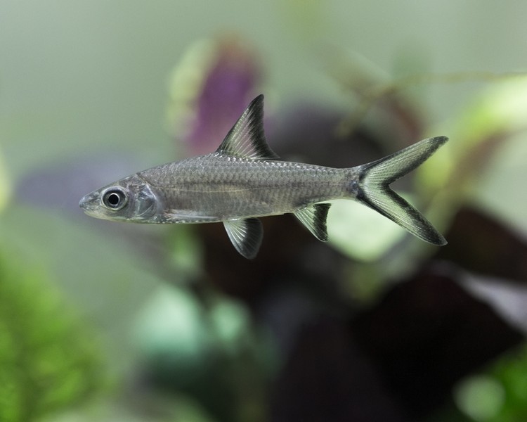 Silver Shark - Balantiocheilos Melanopterous The Trop Company