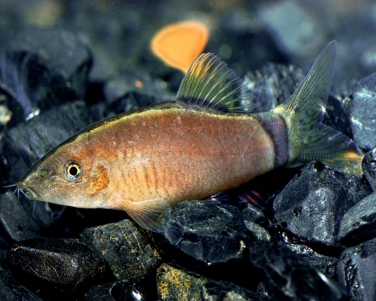 Loaches & Sharks - The Trop Company