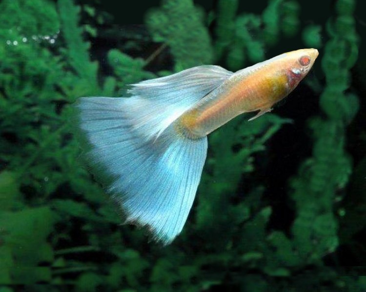 Sky Blue Albino Guppy Male - 3cm