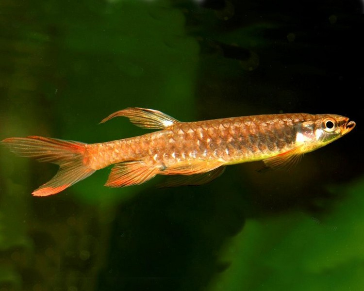 Tetras - The Trop Company