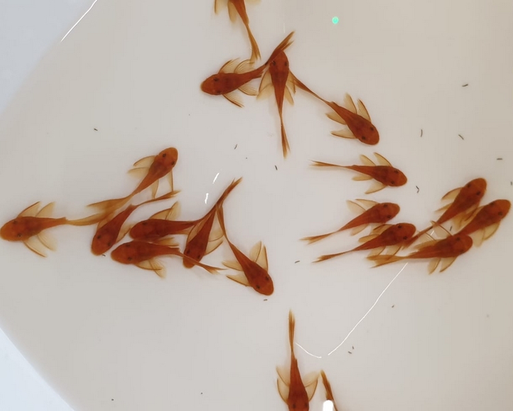 Catfish - The Trop Company