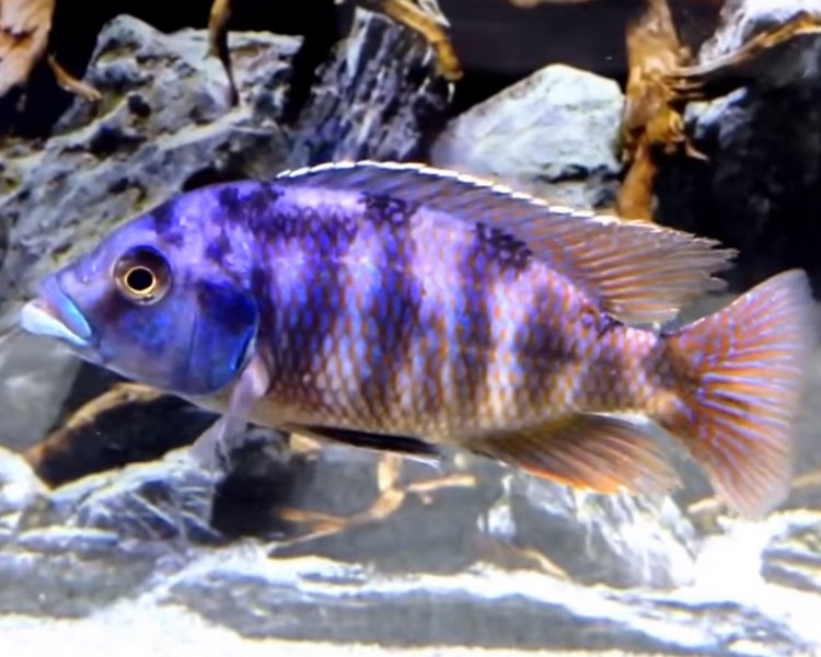 Aulonocara Fire Fish The Trop Company