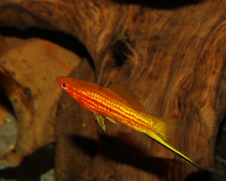 Pineapple Swordtail - Xiphophorus Helleri The Trop Company