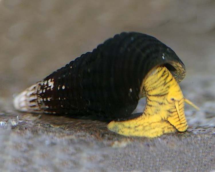 Yellow Rabbit Snail - Large