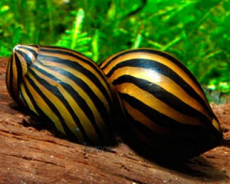 Zebra Nerite Snail ~ 2cm
