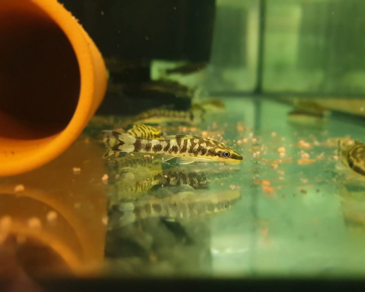 Catfish - The Trop Company