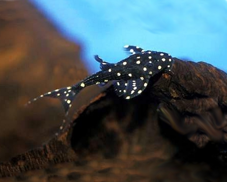 Acanthicus Adonis Pleco ~ 3cm - 5cm