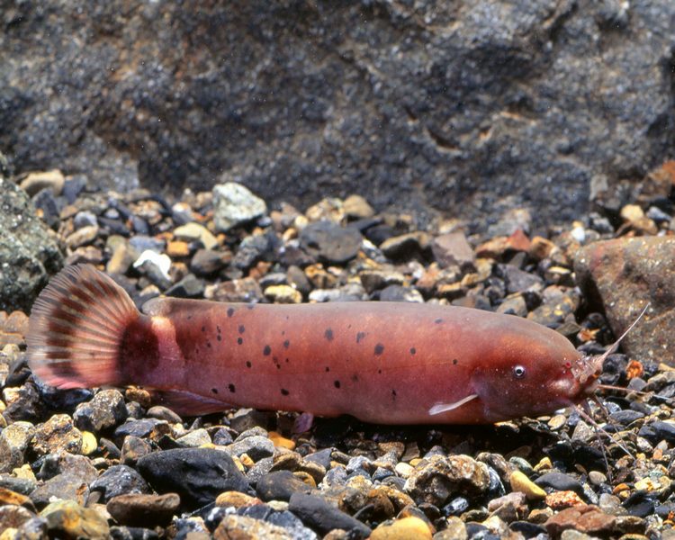 Miscellaneous or Unusual! - The Trop Company