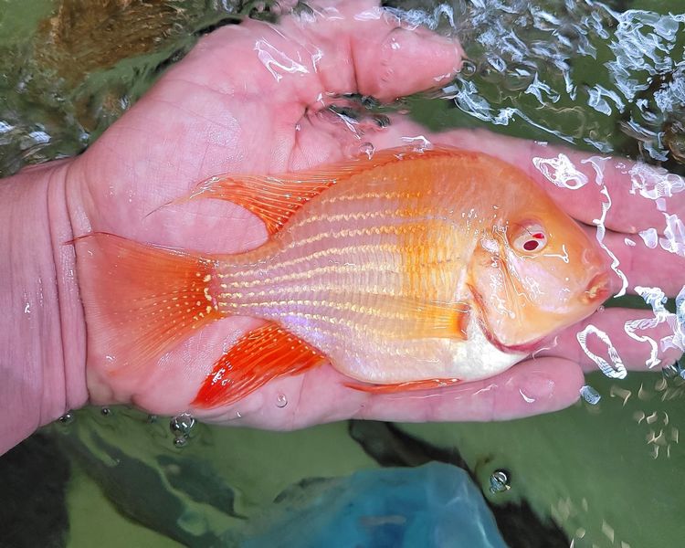 Luo Han Heckelii The Trop Company