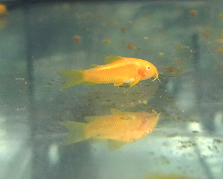 Corydora - The Trop Company