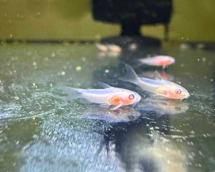 Pygmy Corydoras - Corydoras Pygmaeus The Trop Company