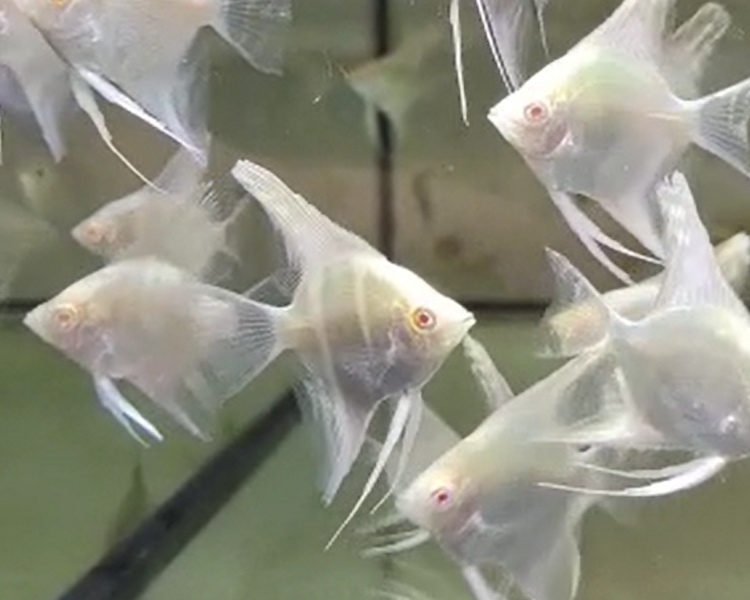Albino Peruvian Angel ~ 3-4cm