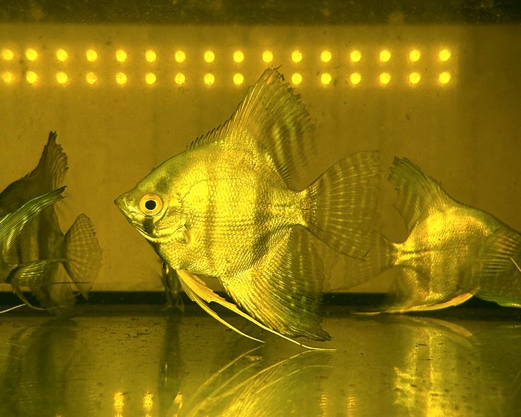 Metallic Green Amazon Angel ~ 7cm