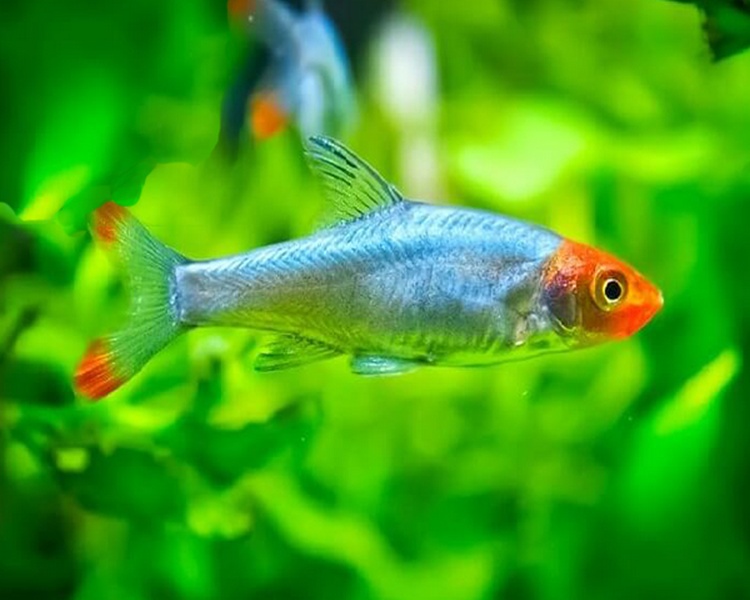 Asian Rummynose - Sawbwa Rasbora ~ 1-1.5cm