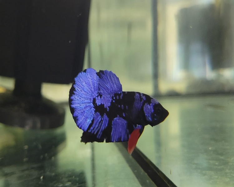 Siamese Fighters & Other Betta - The Trop Company