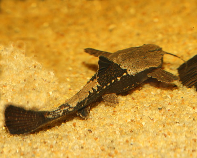 Banjo Catfish - Bunocephalus Coracoideus The Trop Company