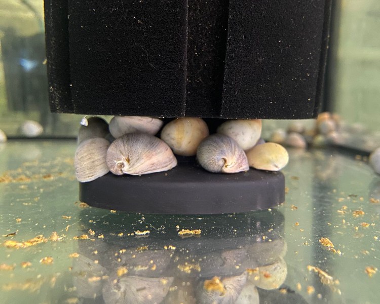 Beluga Snail ~ 1cm - 2cm