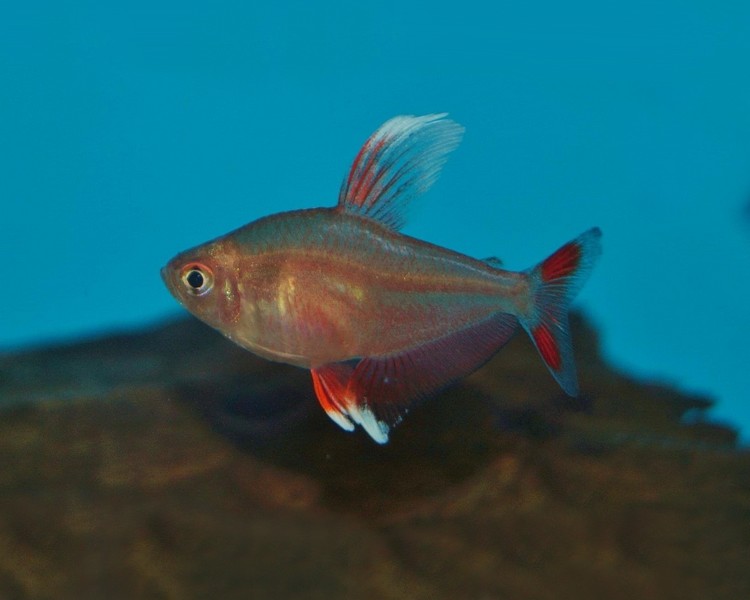 Tetras - The Trop Company