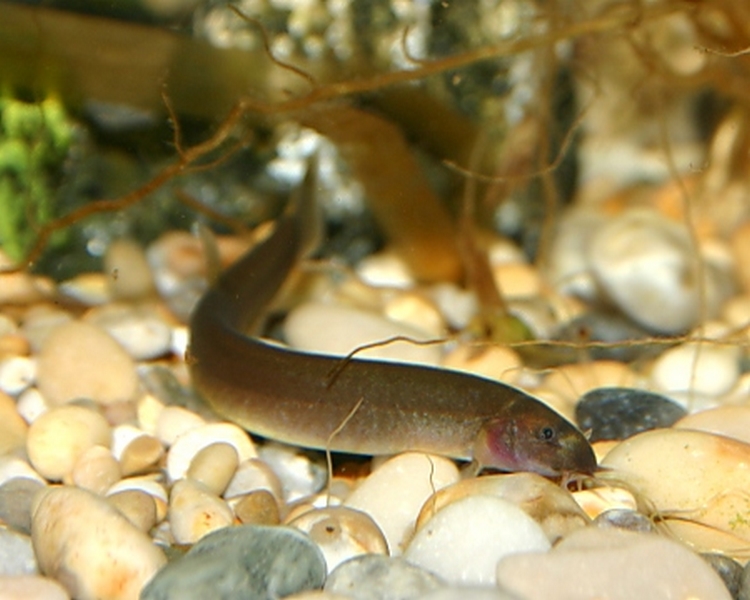 Black Kuhli Loach - Pangio Kuhlii The Trop Company