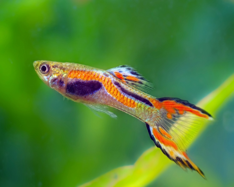 Black Bar Snakeskin Endler Male 2cm