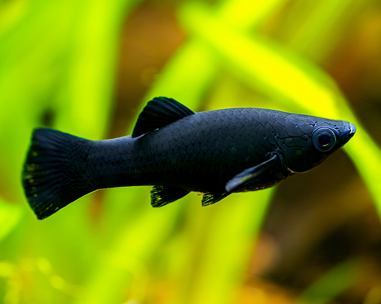 Mollies - The Trop Company