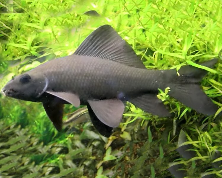 Loaches & Sharks - The Trop Company