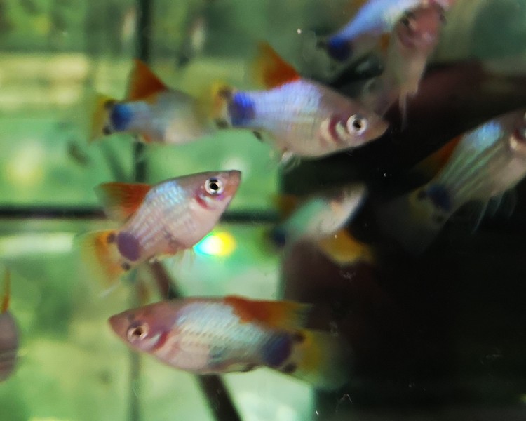 Hifin Mickey Mouse Platy - Xiphophorus Maculatus/Variatus The Trop Company