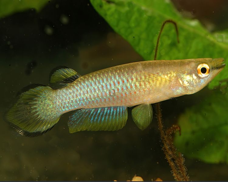 Blue Panchax ~ 3cm - 4cm