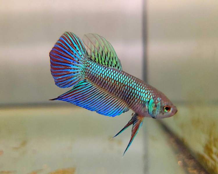 Siamese Fighters & Other Betta - The Trop Company