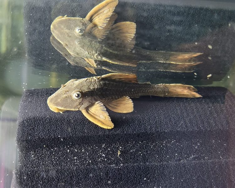 L137 Blue Eye Red Fin Pleco 6-7cm