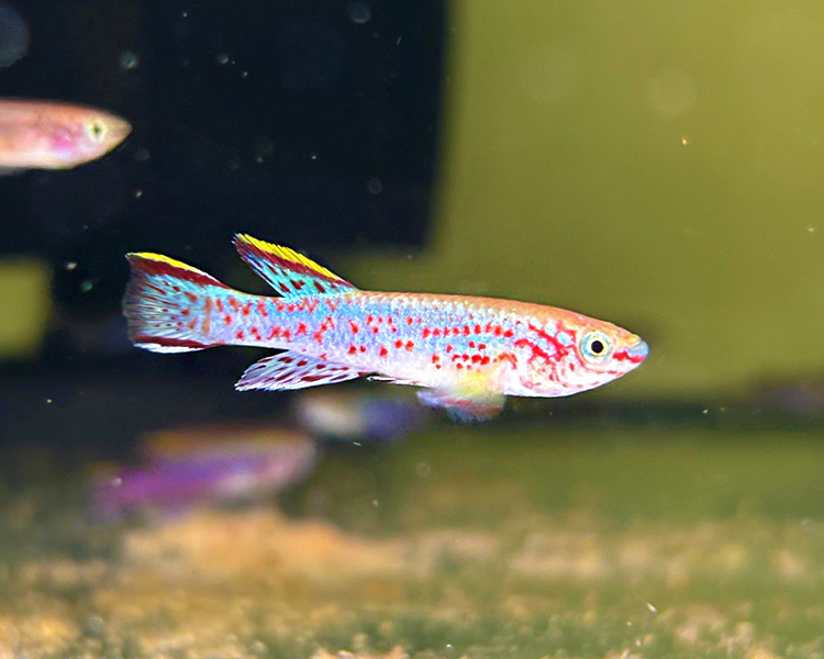 Rainbow Killifish The Trop Company
