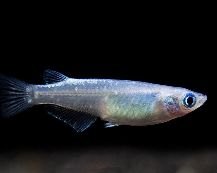 Killifish - The Trop Company