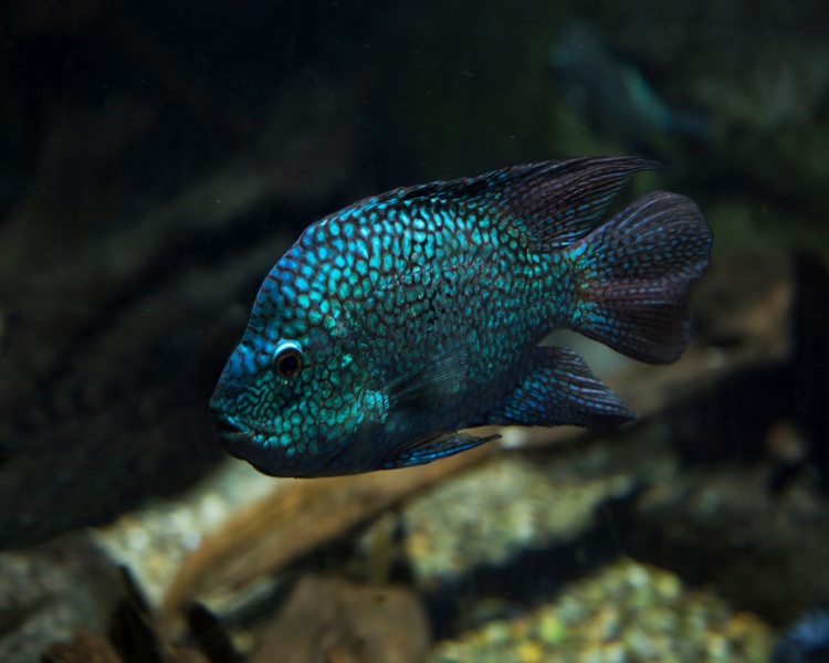 Blue Texas Cichlid The Trop Company